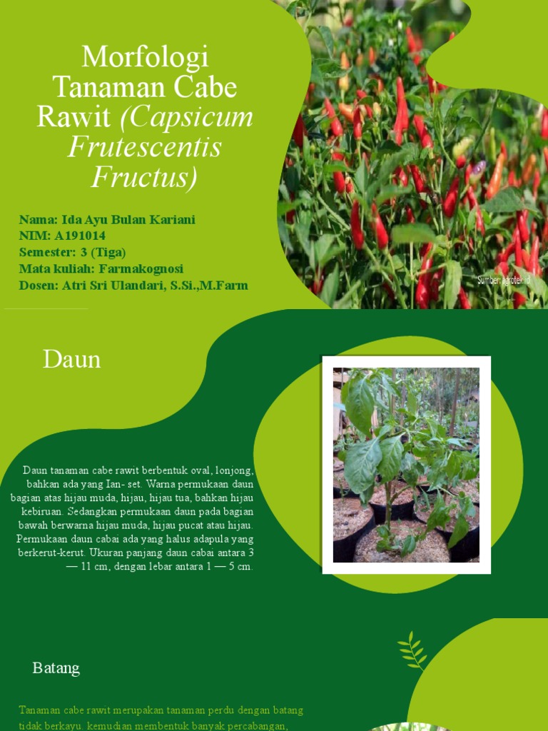 Morfologi Cabe Rawit | PDF