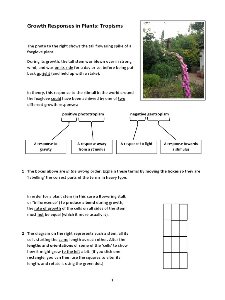 Growth Responses in Plants: Tropisms: Positive Phototropism Negative ...