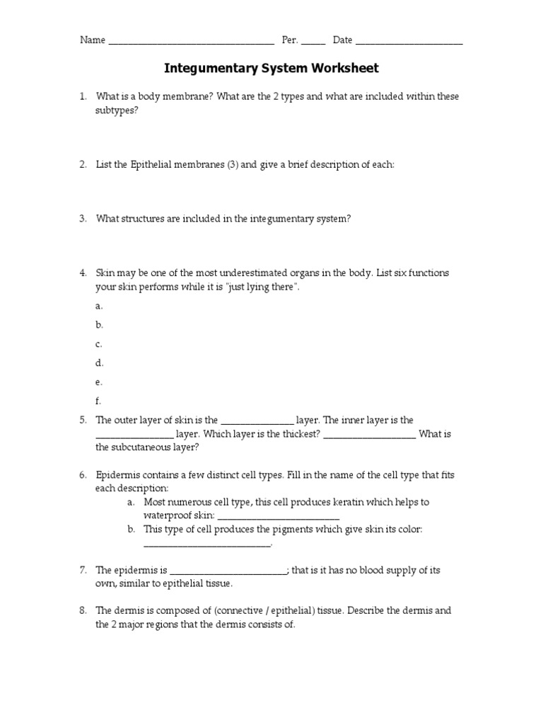 Integumentary System Worksheet Answers | PDF | Skin | Integumentary System