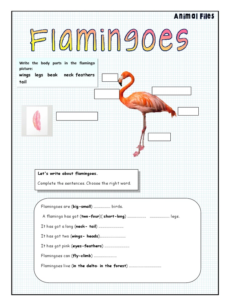 Wings Legs Beak Neck Feathers Tail: Write The Body Parts in The ...