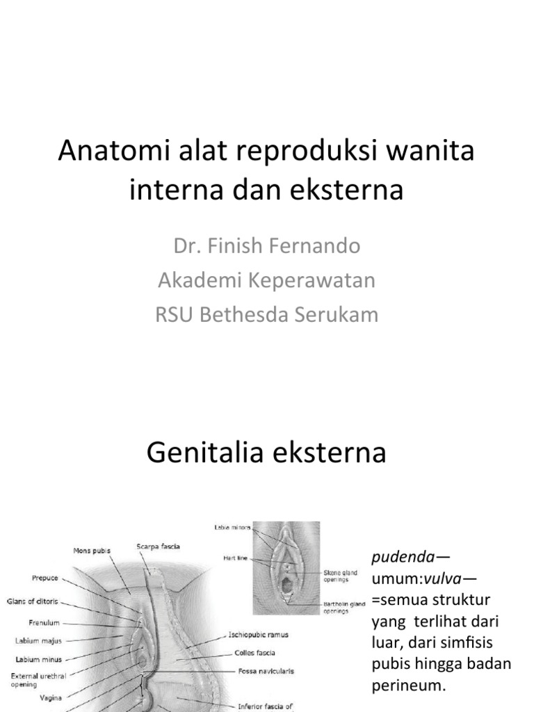 Anatomi Alat Reproduksi Wanita Interna Dan Eksterna | PDF