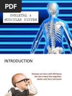 The Skeletal System - Skeleton - Living Organisms - KS3 Biology - BBC ...