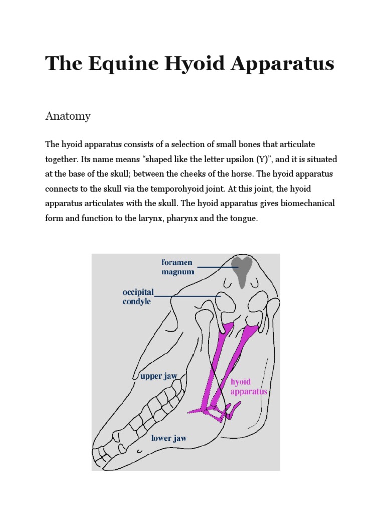 The Equine Hyoid Apparatus: Anatomy | PDF