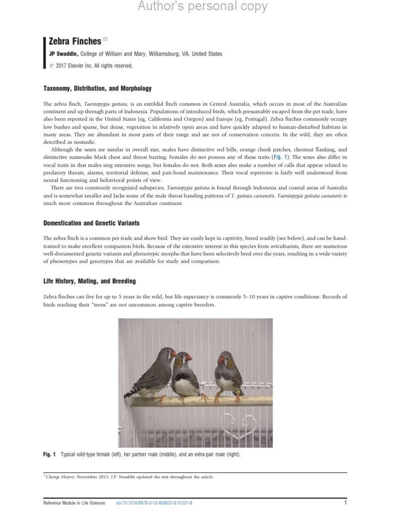 Zebra Finches: Taxonomy, Distribution, and Morphology | PDF | Nest ...