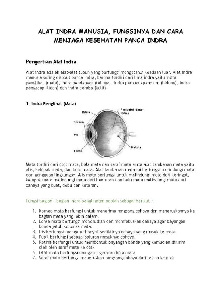 Alat Indra Manusia Dan Fungsinya | PDF