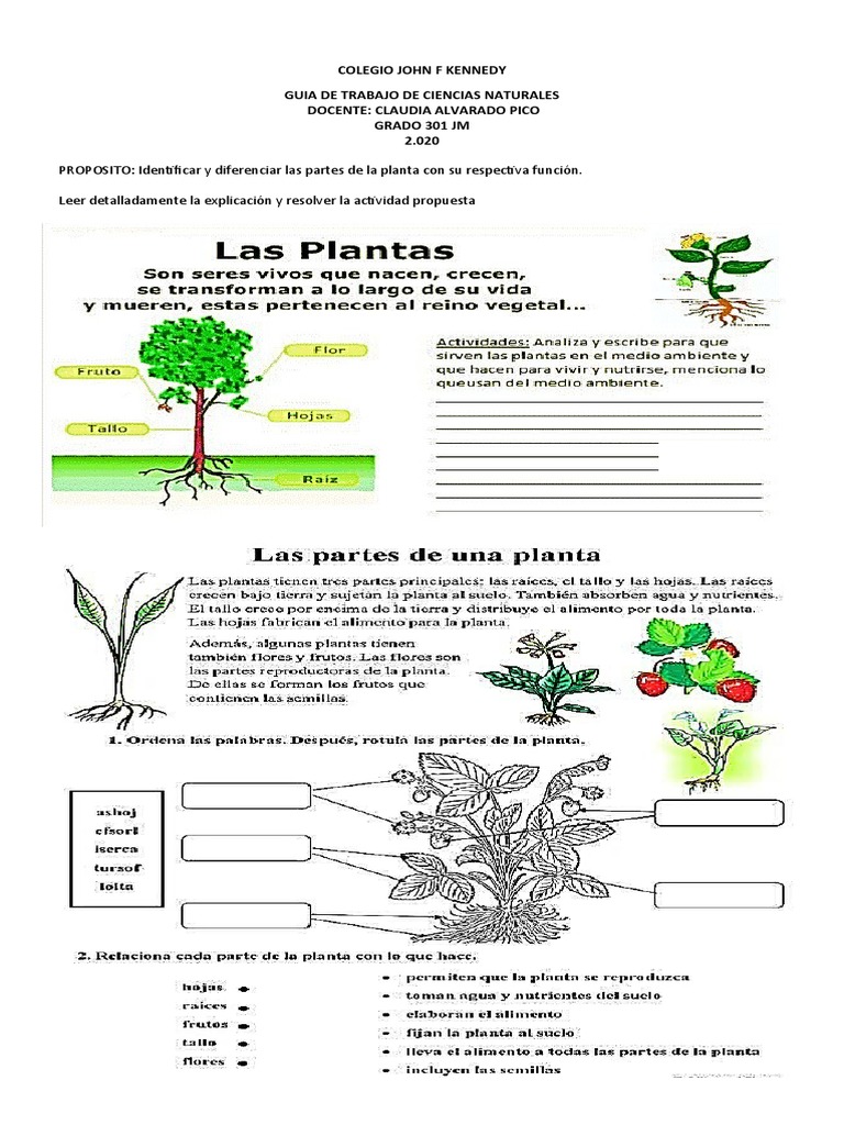 Ciencias - Plantas | PDF | Ciencia y matemáticas
