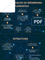 Función y Regulación del Calcio en Células | PDF | Neurona | Biología ...