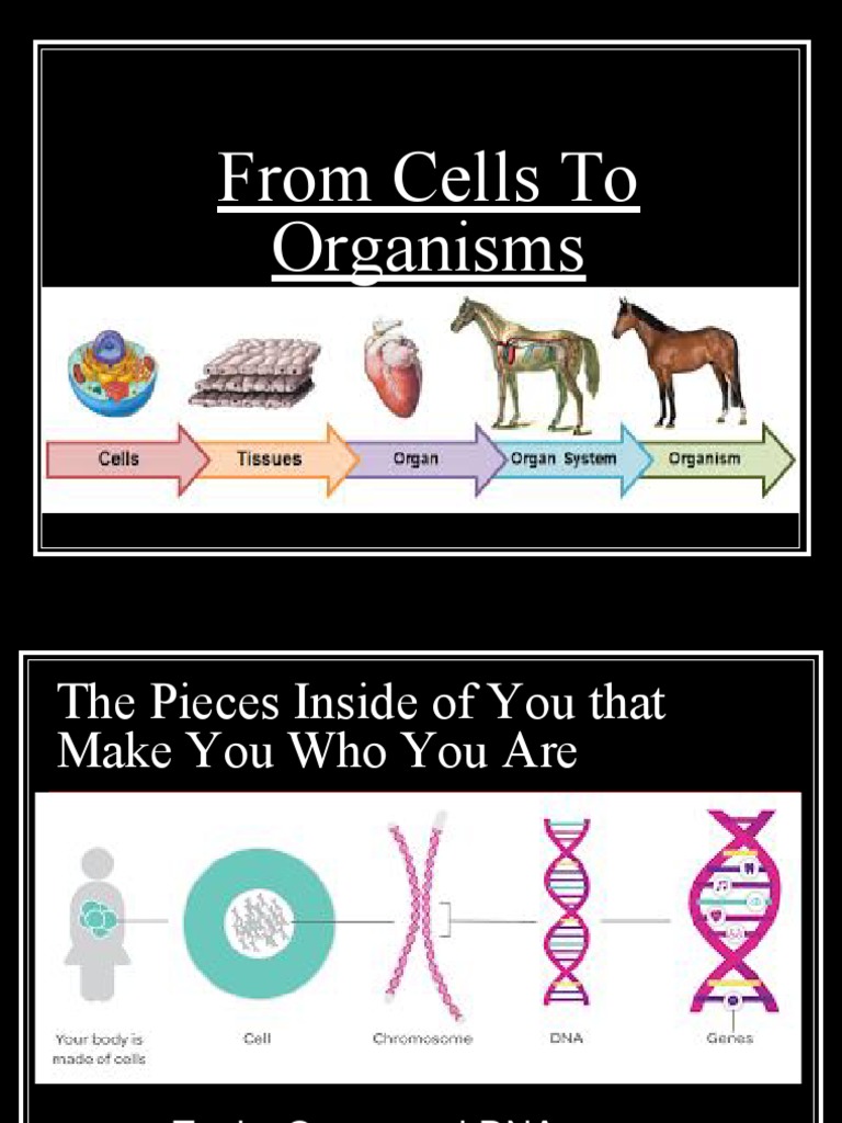 From Cells To Organisms | PDF