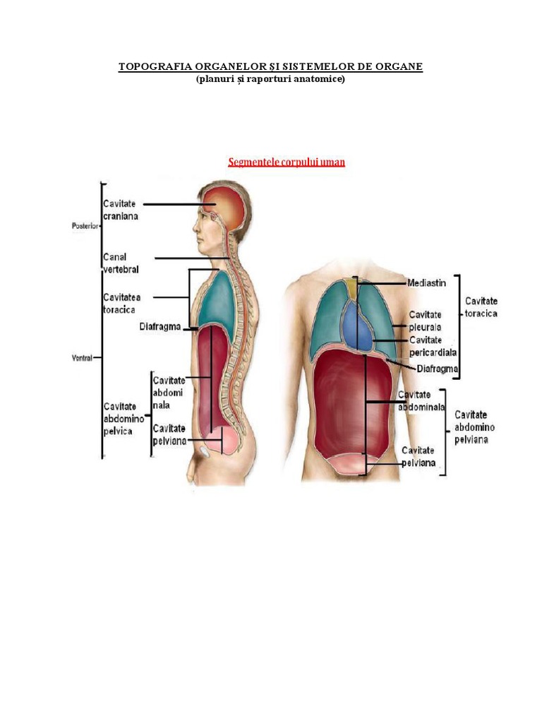 Planuri Si Raporturi Anatomice - PDF PDF | PDF