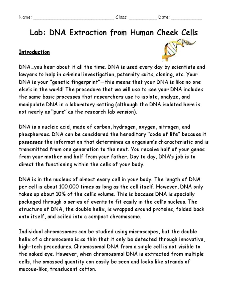 Lab: DNA Extraction From Human Cheek Cells: Name: - Class: - Date | PDF ...
