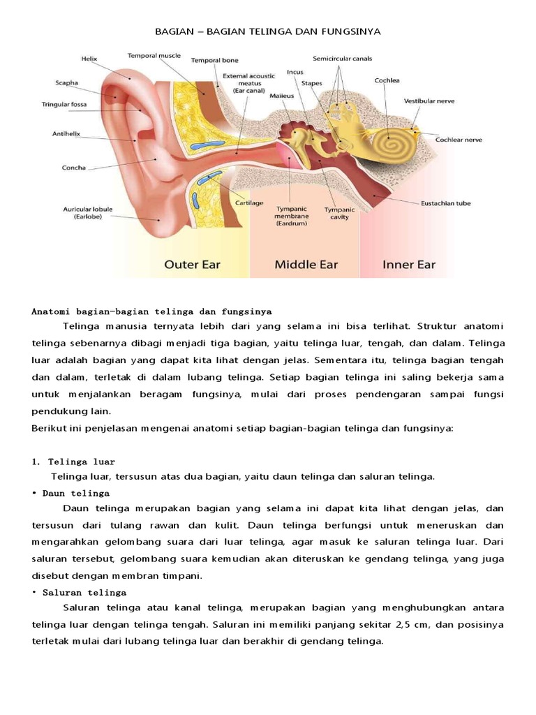 Bagian Telinga Dan Fungsinya | PDF