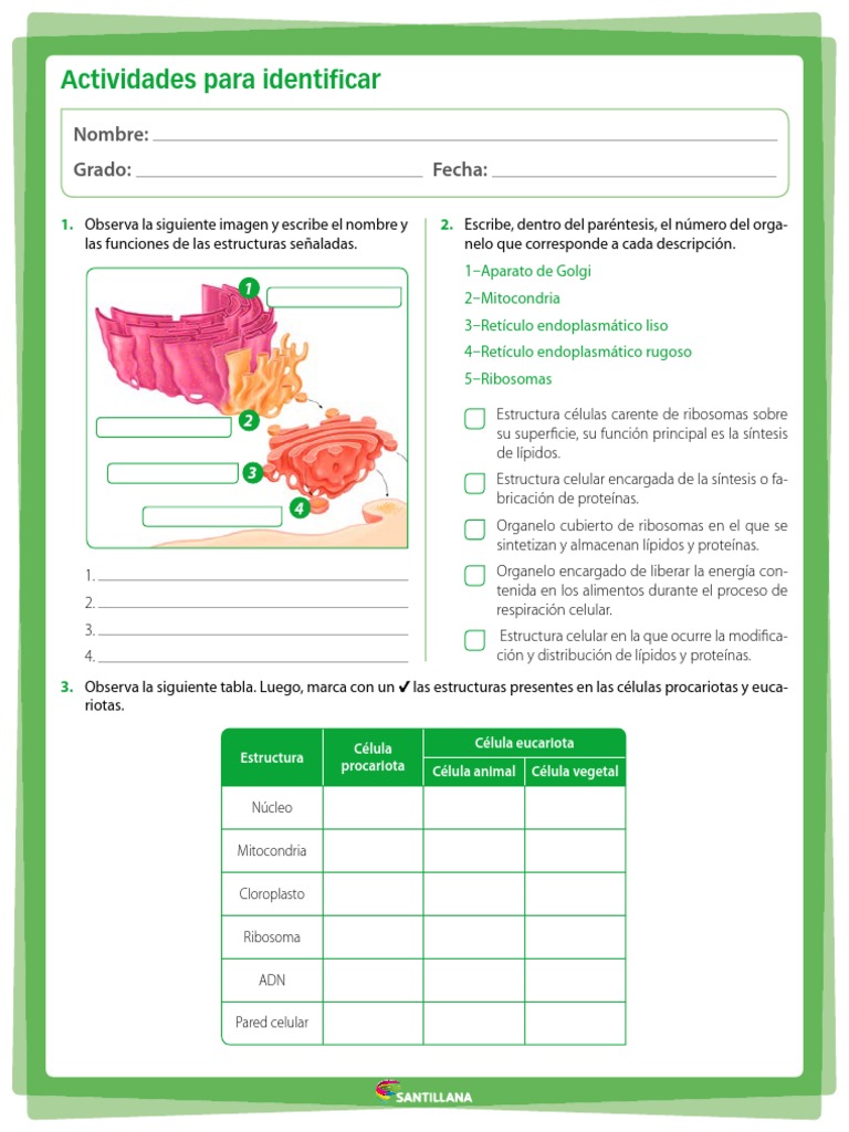 Actividades+para+identificar +celula+grado+6 | PDF | Ribosoma ...
