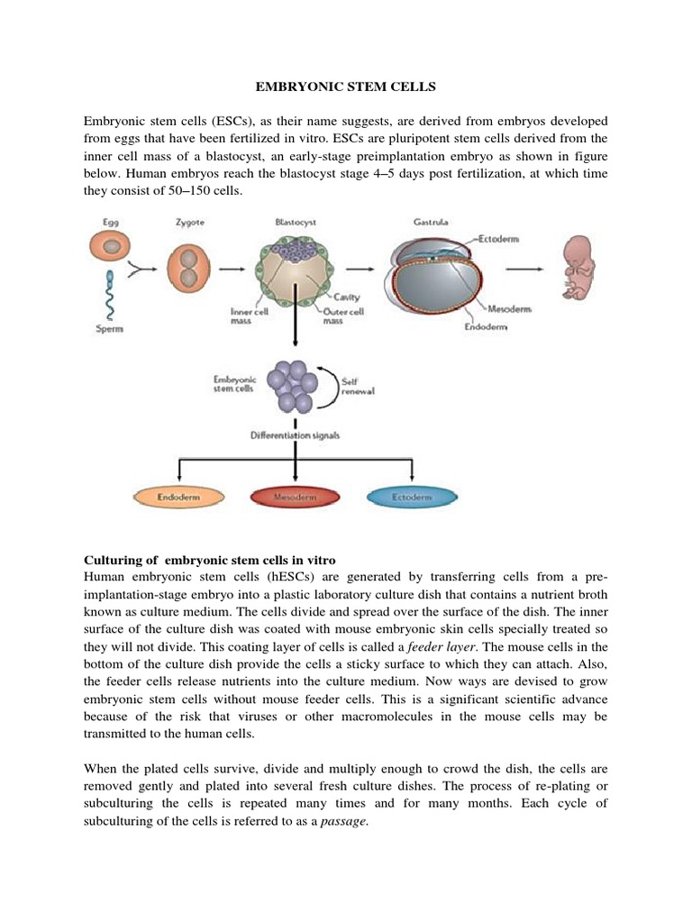 Embryonic Stem Cells | PDF | Embryonic Stem Cell | Stem Cell