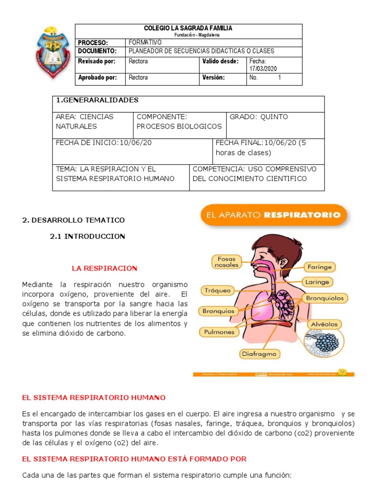 NATURALES. QUINTO. La Respiraciòn y El Sistema Respiratorio Humano ...