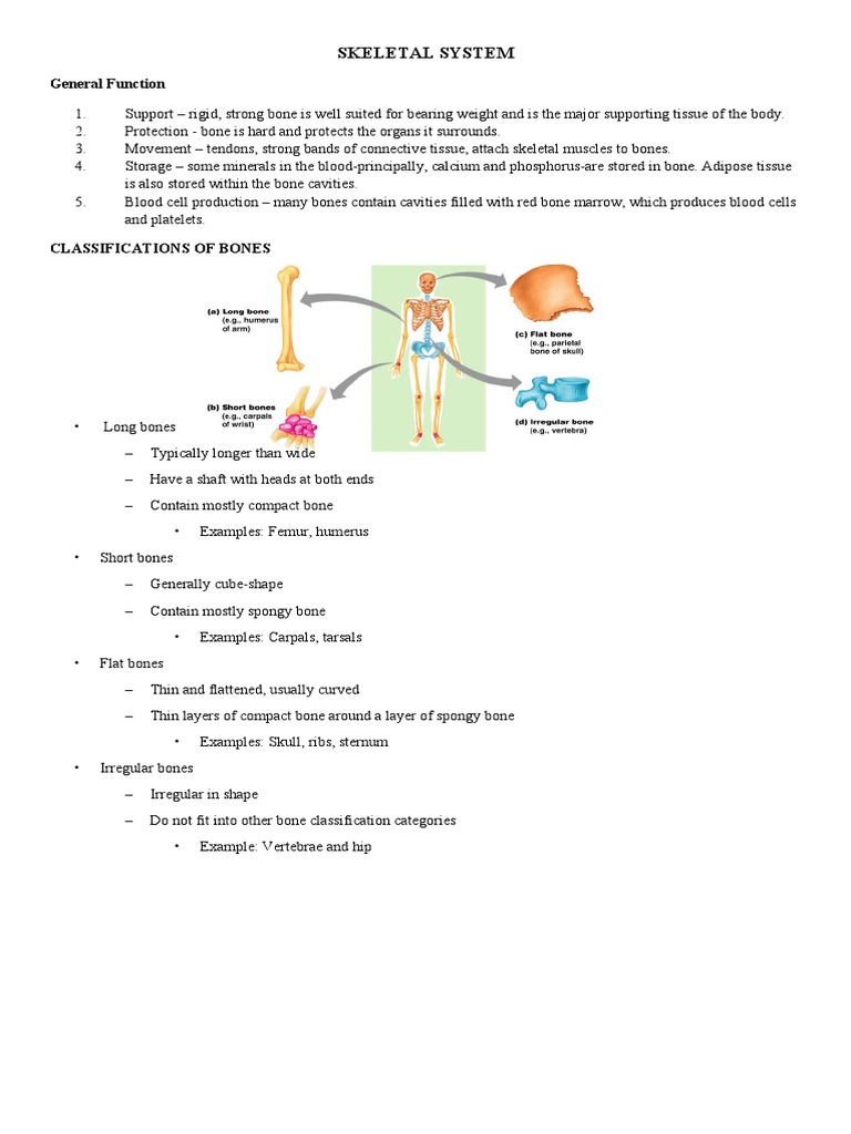 SKELETAL-SYSTEM-HANDOUT Long | PDF | Vertebra | Vertebral Column