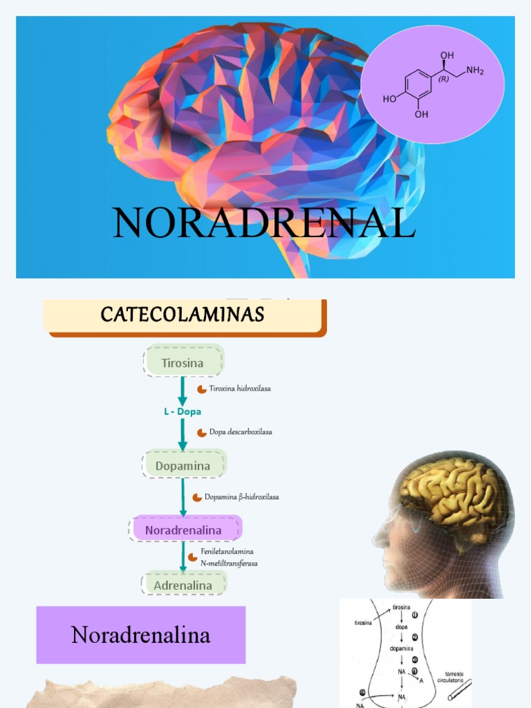 3 - 5. Noradrenalina, Encefalina y Endorfina Mecanismo de Accion | PDF ...