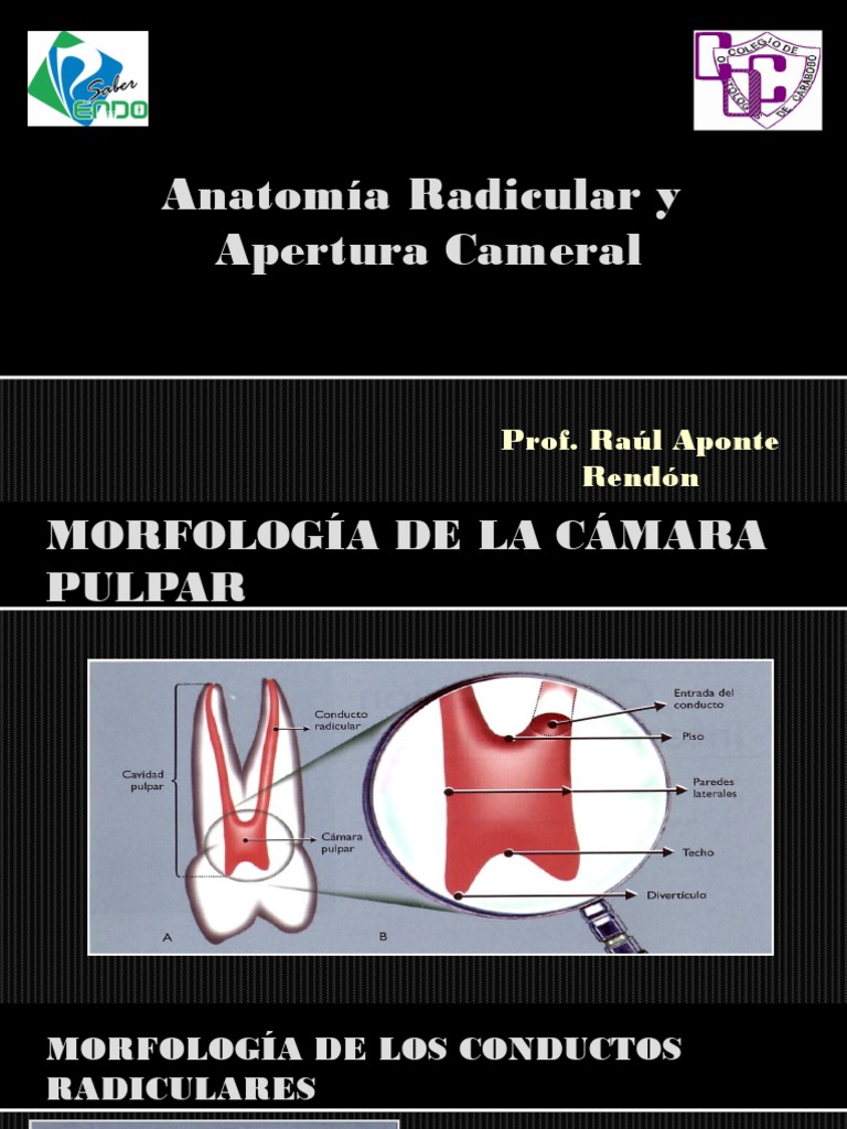 Anatomía Radicular y Apertura Cameral | PDF | Ramas de Odontología | Diente