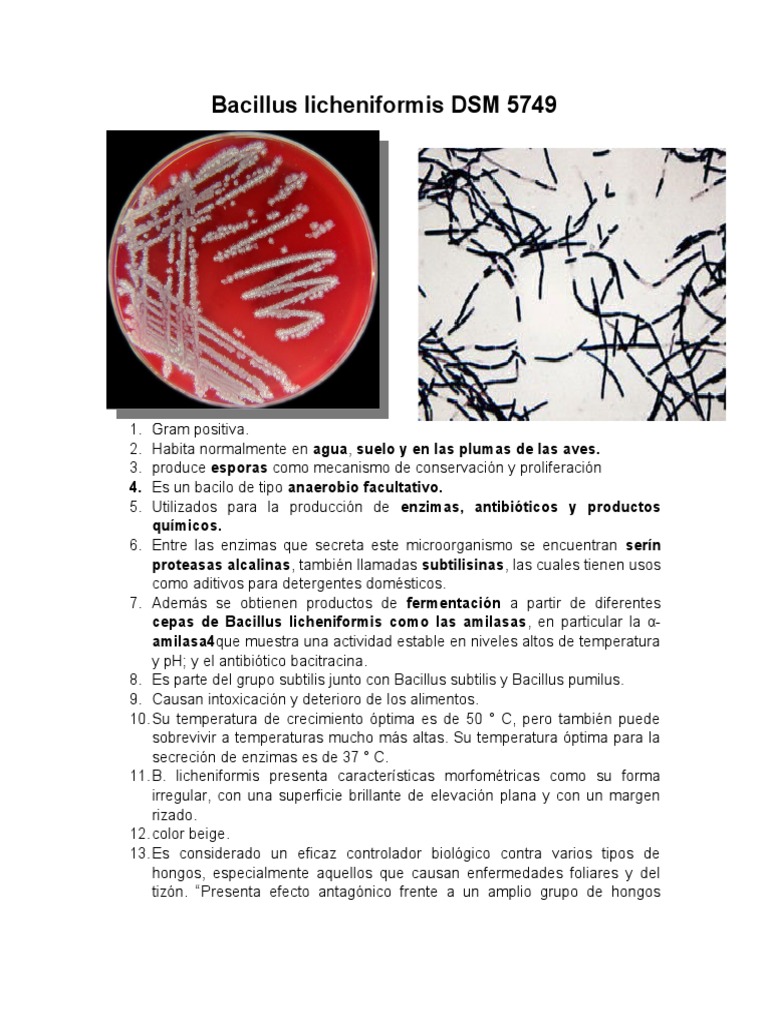 Bacillus Licheniformis | PDF | Bacilo | Biología