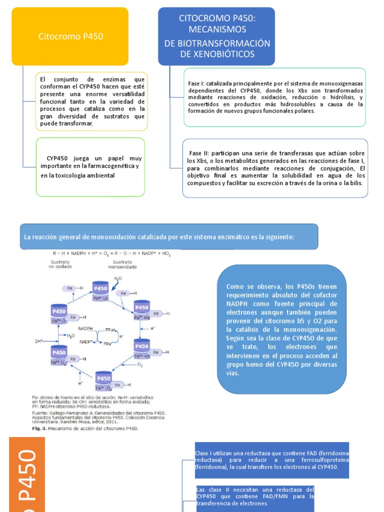 Citocromo P450 | PDF | Citocromo P450 | Metabolismo