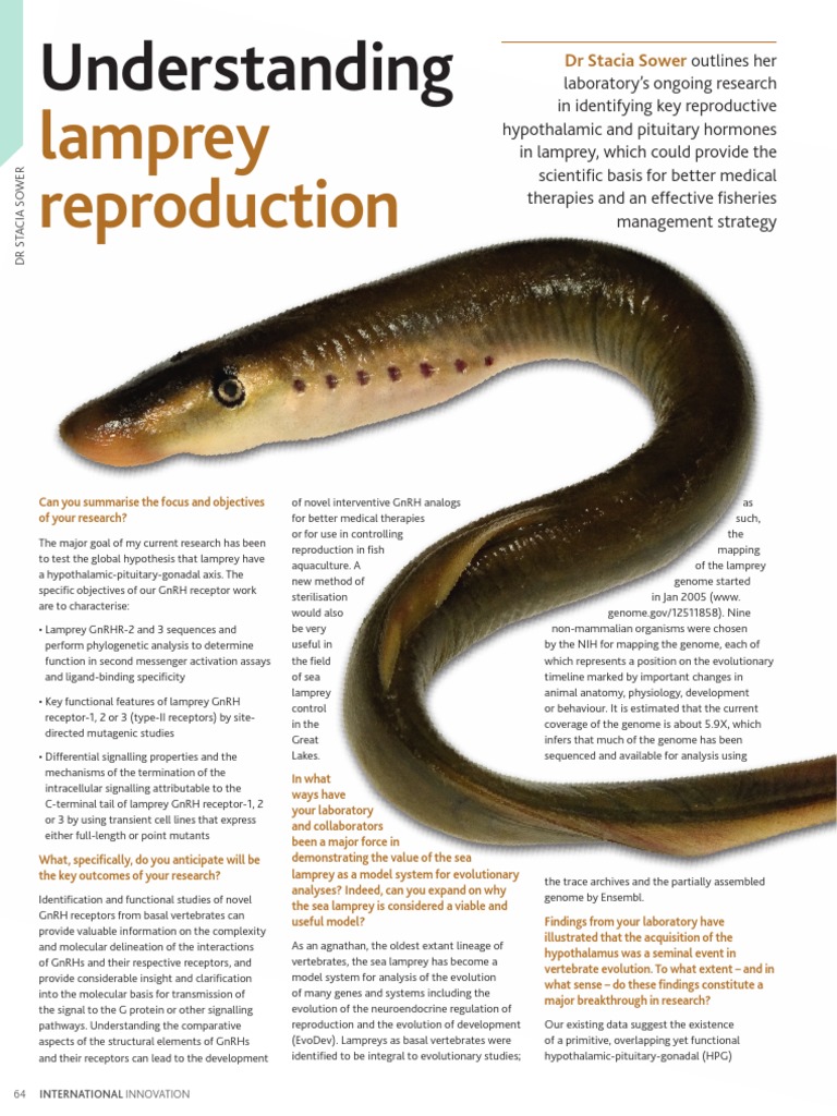 Lamprey Reproduction: Understanding | PDF | Hormone | Neuroendocrinology