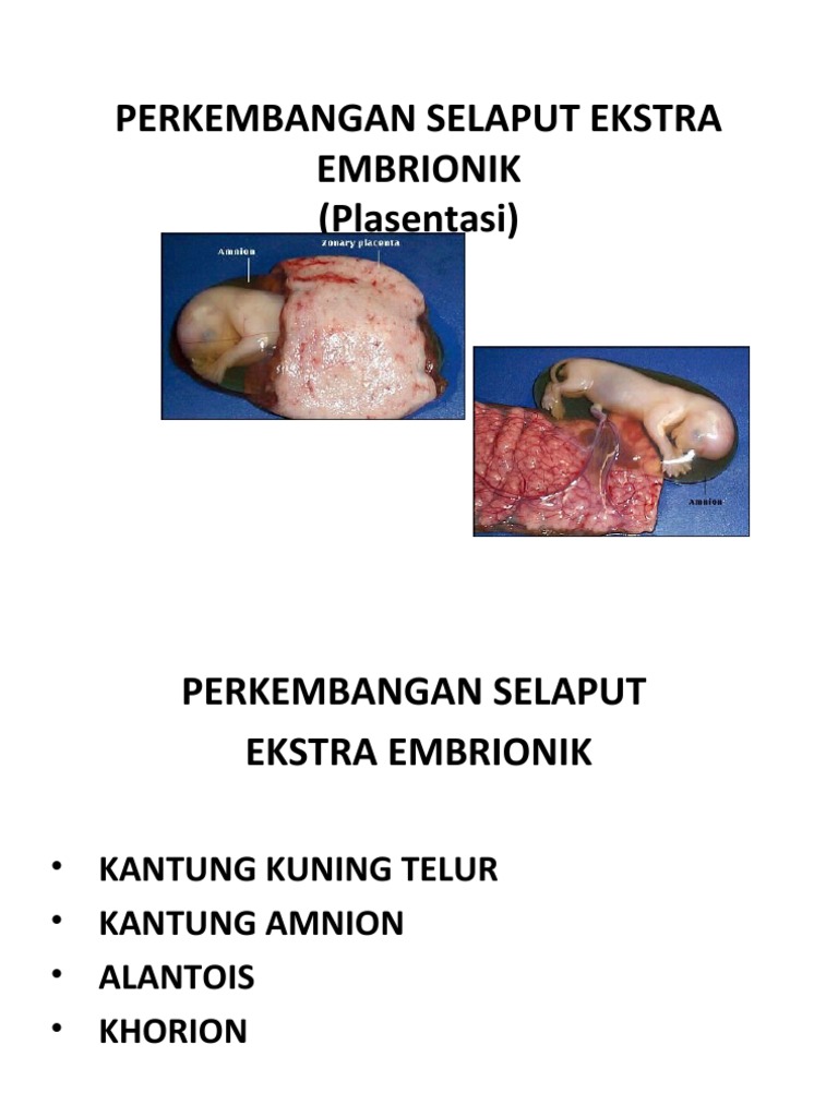 Perkembangan Selaput Ekstra Embrionik | PDF