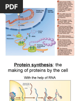 Protein Synthesis Complete Powerpoint | PDF | Translation (Biology ...