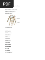 Thorax PA, AP Dan Lateral, RLD Dan LLD | PDF
