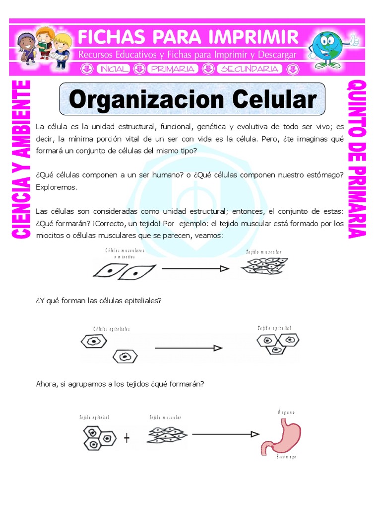 Ficha Las Organizacion Celular para Quinto de Primaria | PDF | Músculo ...
