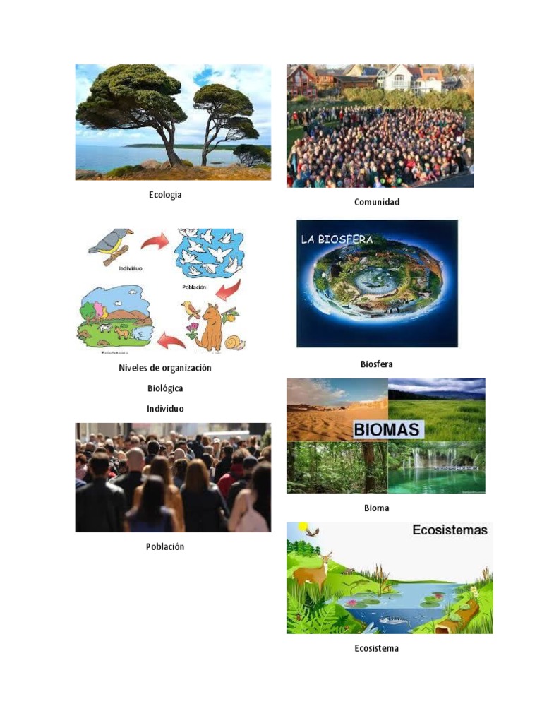 Guía de Niveles Ecológicos y Ecosistemas | PDF