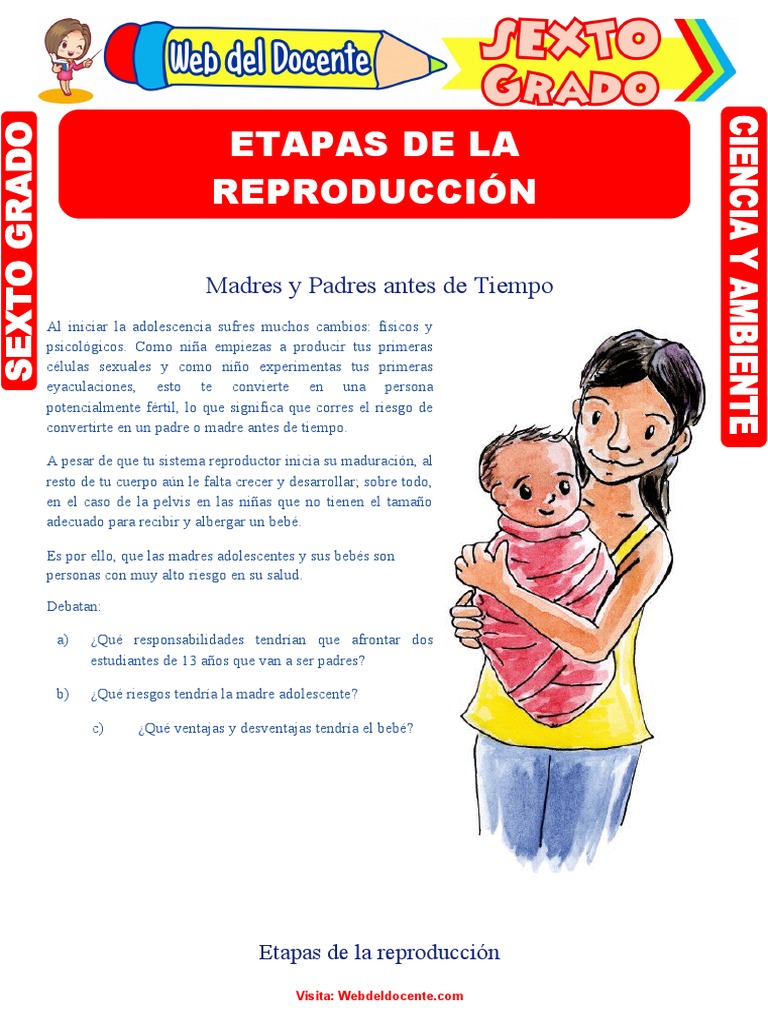 Etapas de La Reproducción para Sexto Grado de Primaria | PDF ...