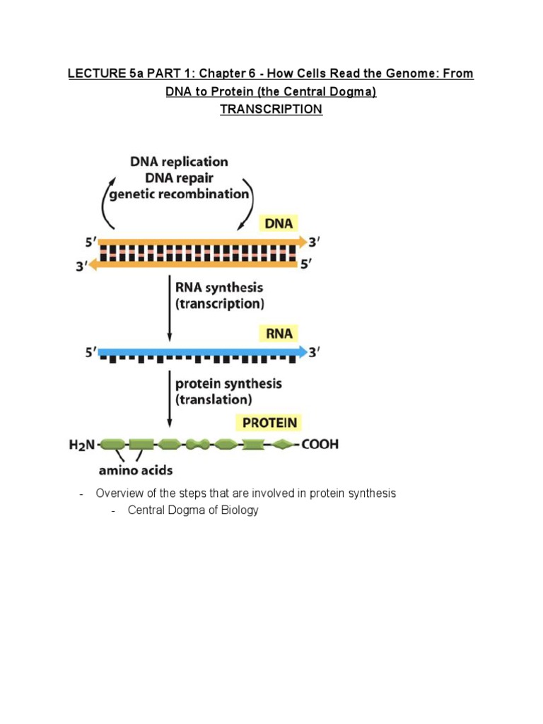 Transcription Notes | PDF | Rna | Messenger Rna