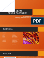 ERYSIPELOTHRIX | PDF | Infección | Sistema inmune