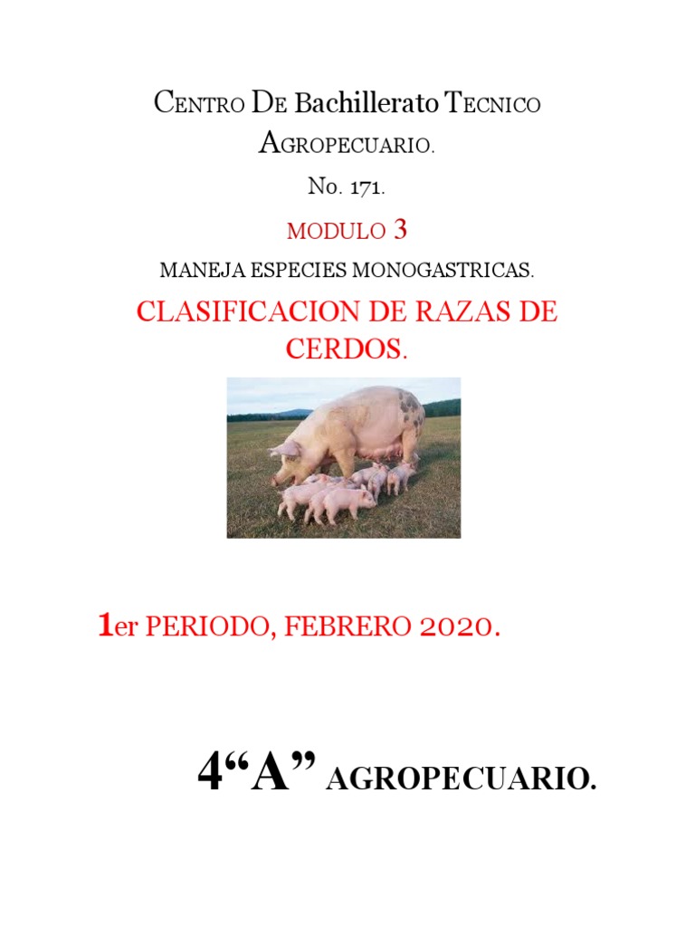 Clasificasion de Razas de Cerdo | PDF | Cerdo doméstico | jamón