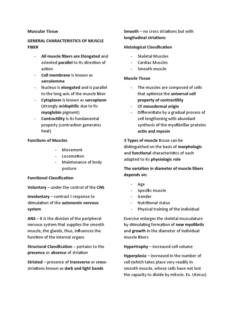 Muscle Tissue Notes | PDF | Myocyte | Muscle Contraction