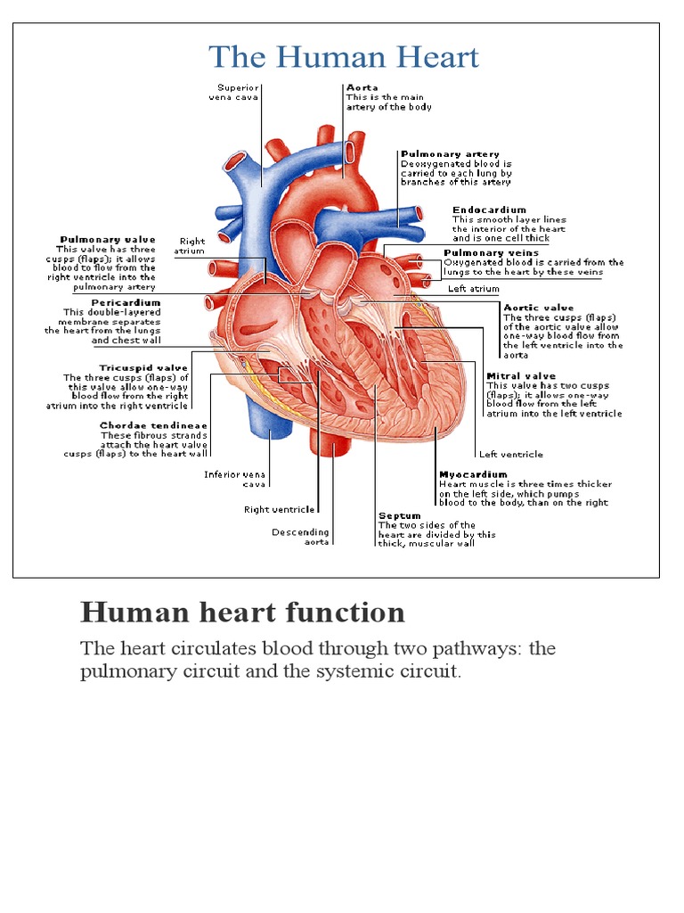 Human Heart Function and Diseases | PDF