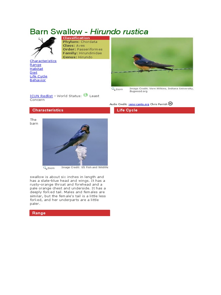 Barn Swallow - Hirundo Rustica: Characteristics Life Cycle | PDF ...