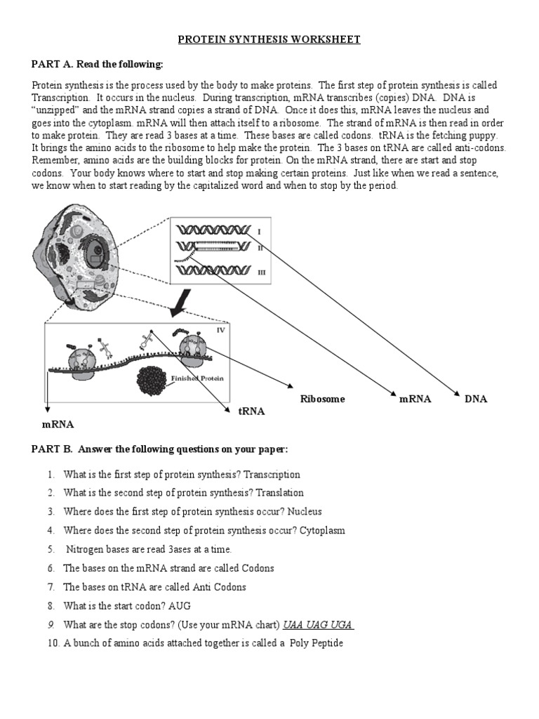 Protein Synthesis Worksheet PART A. Read The Following:: 9. What Are ...