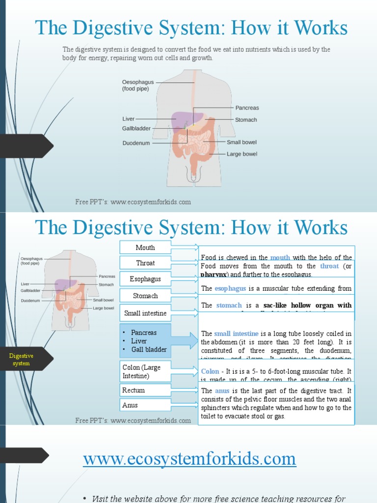 The Digestive System - How It Works | Download Free PDF | Human ...