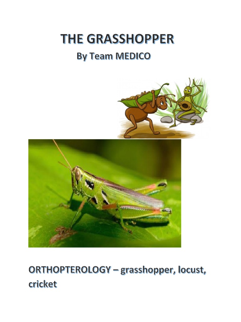 Grasshopper Testis Dissection