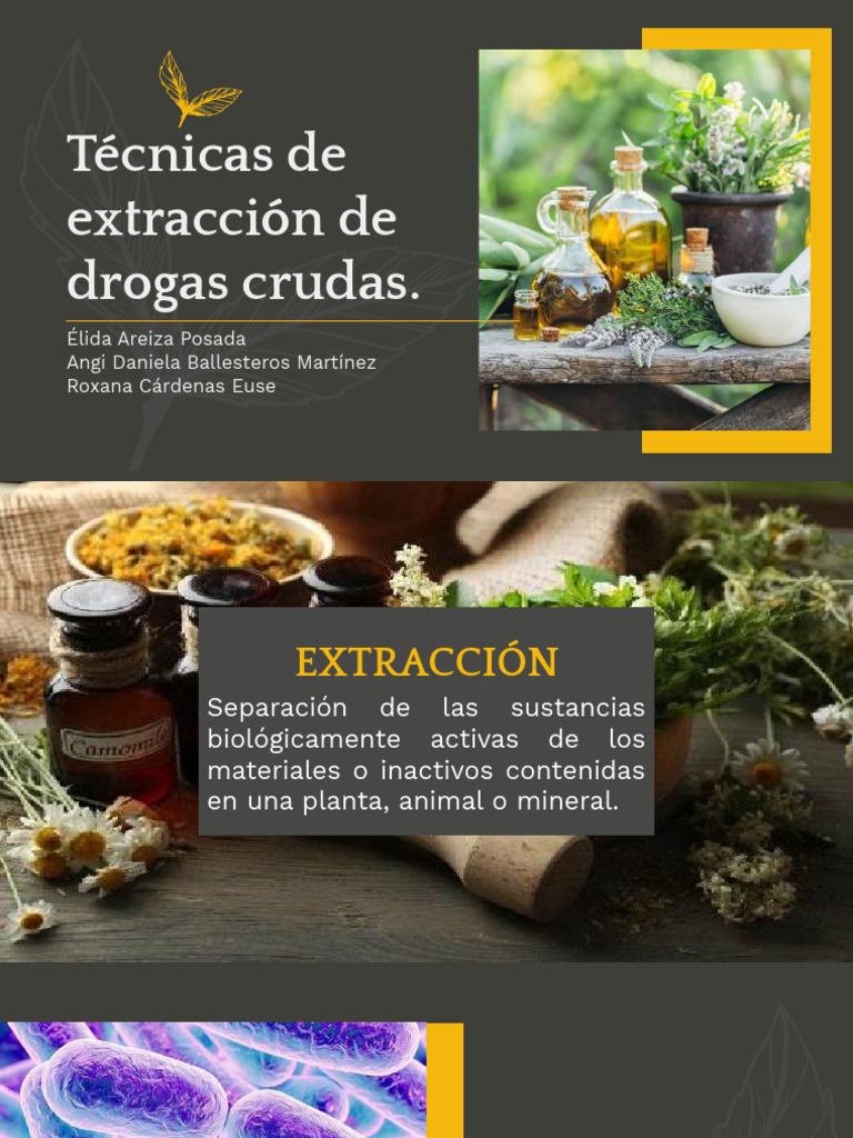 Extraccion de Drogas Puras | PDF | Plantas | Plantas medicinales