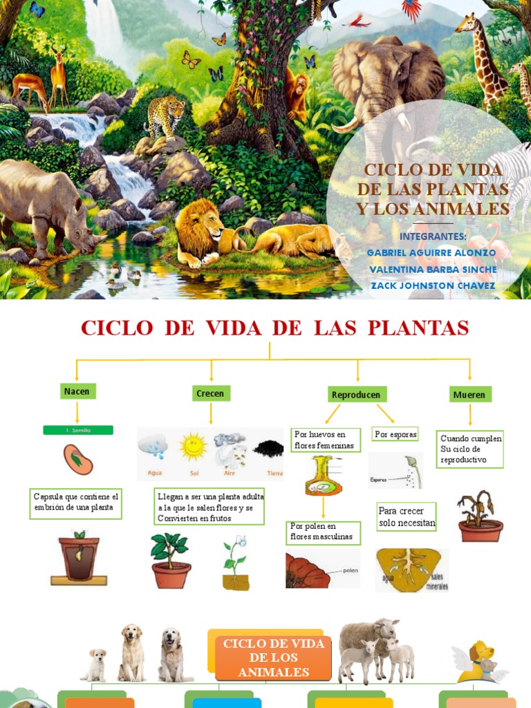 CICLO DE VIDA DE LAS PLANTAS Y LOS Animales Final | PDF | Reproducción ...