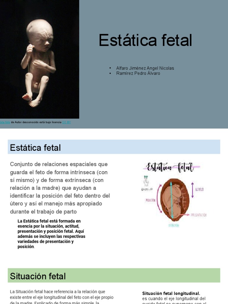 Estática Fetal | PDF | Anatomía humana | Bienestar