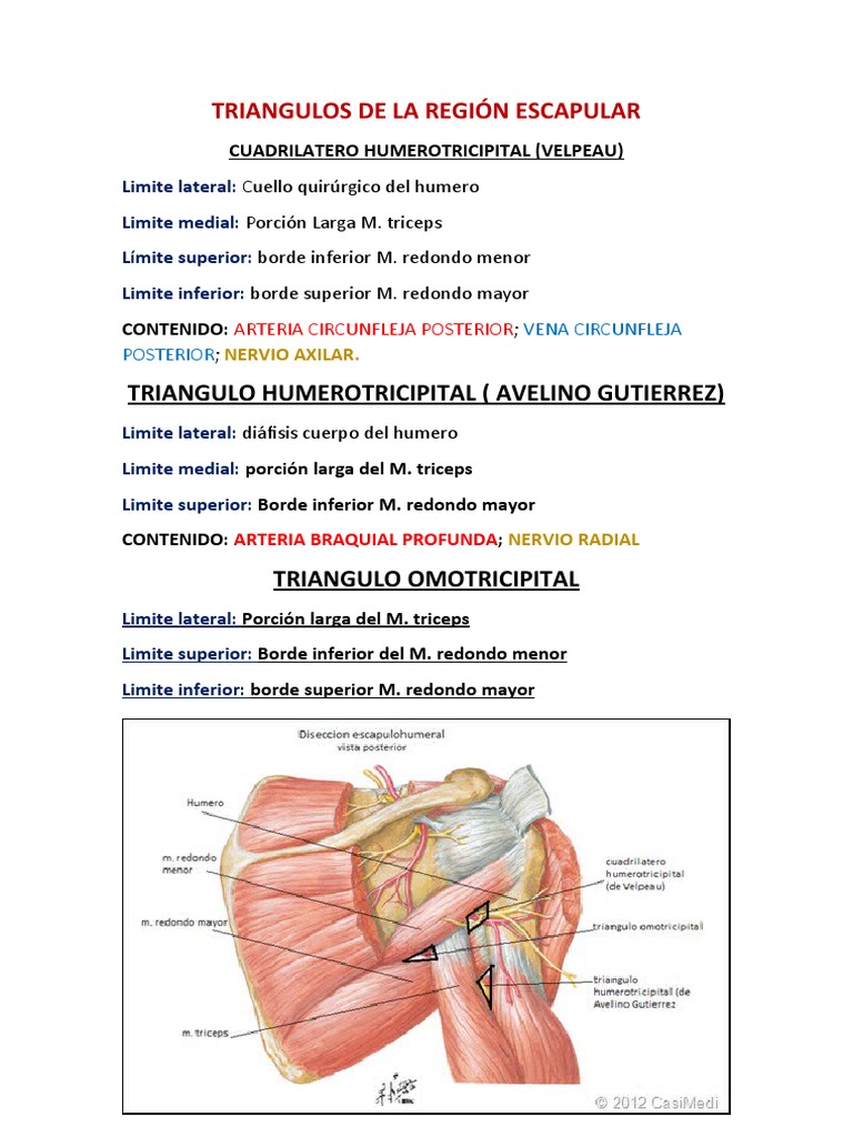 Triangulos de La Región Escapular | PDF