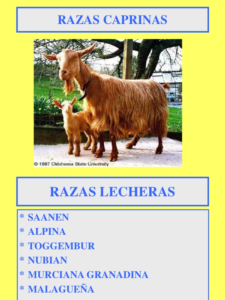 Razas Caprinas | PDF | Ganado | Razas de mamíferos