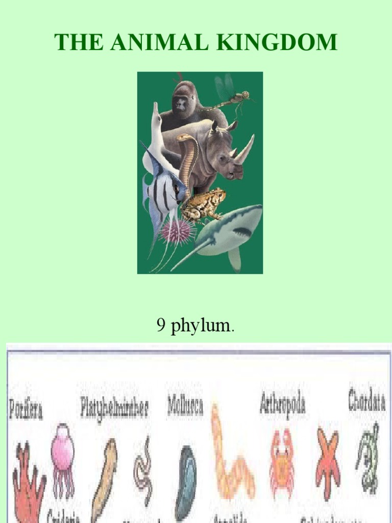 The Animal Kingdom | PDF | Mollusca | Reptile