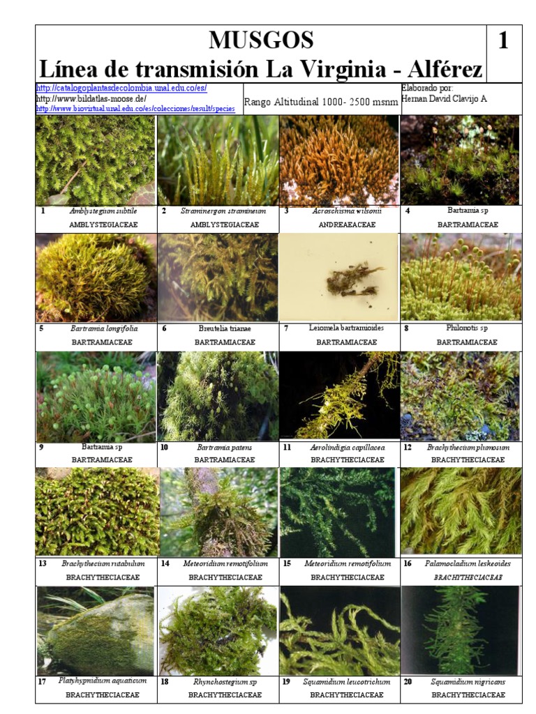 Guia Ilustrada de Las Potenciales Especies de Musgos Presentes en La ...