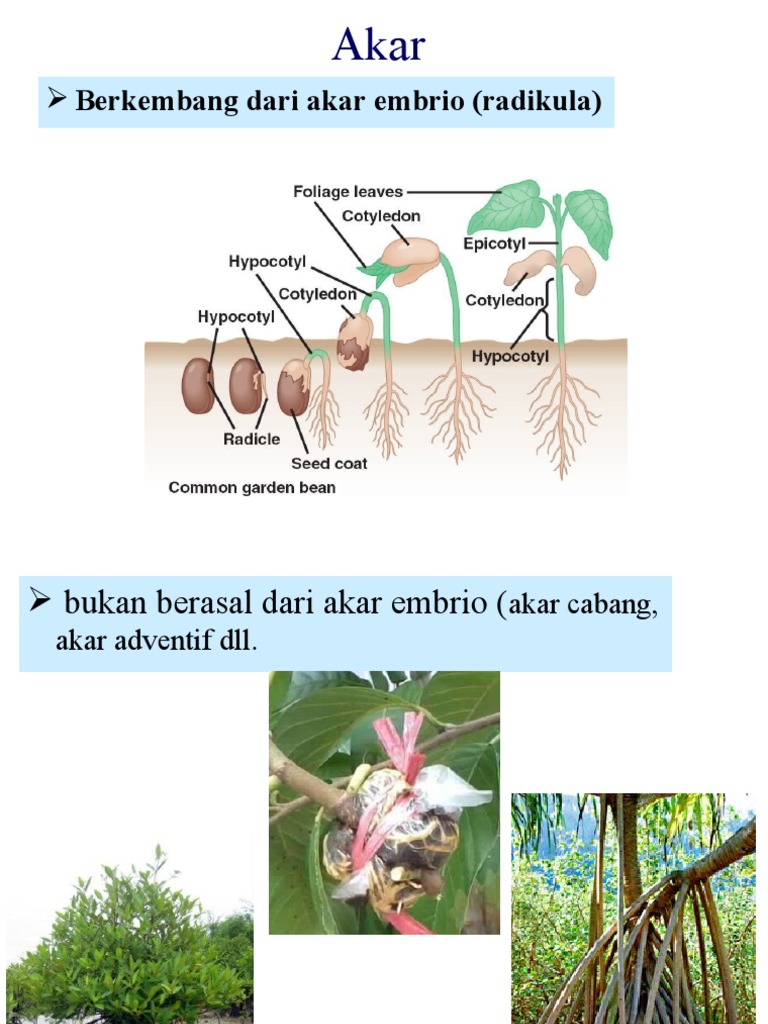 Struktur dan Fungsi Akar Tumbuhan | PDF