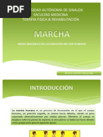 Linea de Feiss, Linea de Helbing | PDF | Pie | Anatomía humana