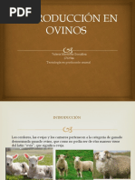 OVINOS Etapas e Indicadores | PDF | Oveja | Parto