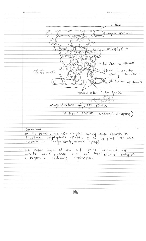 STPM Bio Experiment 6 (Part 2) | PDF
